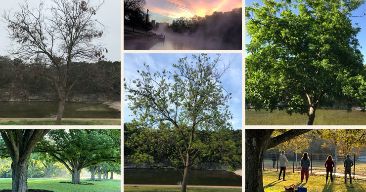 Trees Are Us